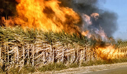 $5m Chisumbanje cane up in smoke – Nehanda Radio