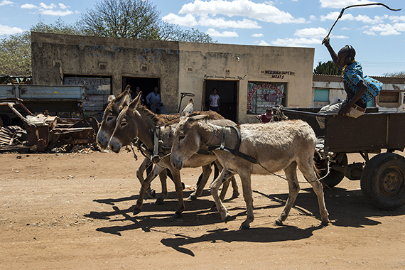 Crash with donkey cart kills biker – Nehanda Radio